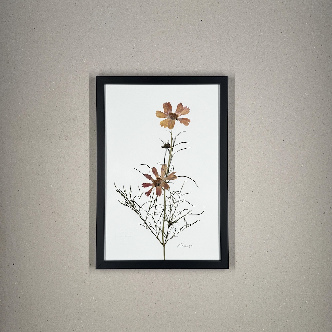 Cosmos, Cosmos, Herbarium, Picture Frame With Pressed Flower, Flower ...