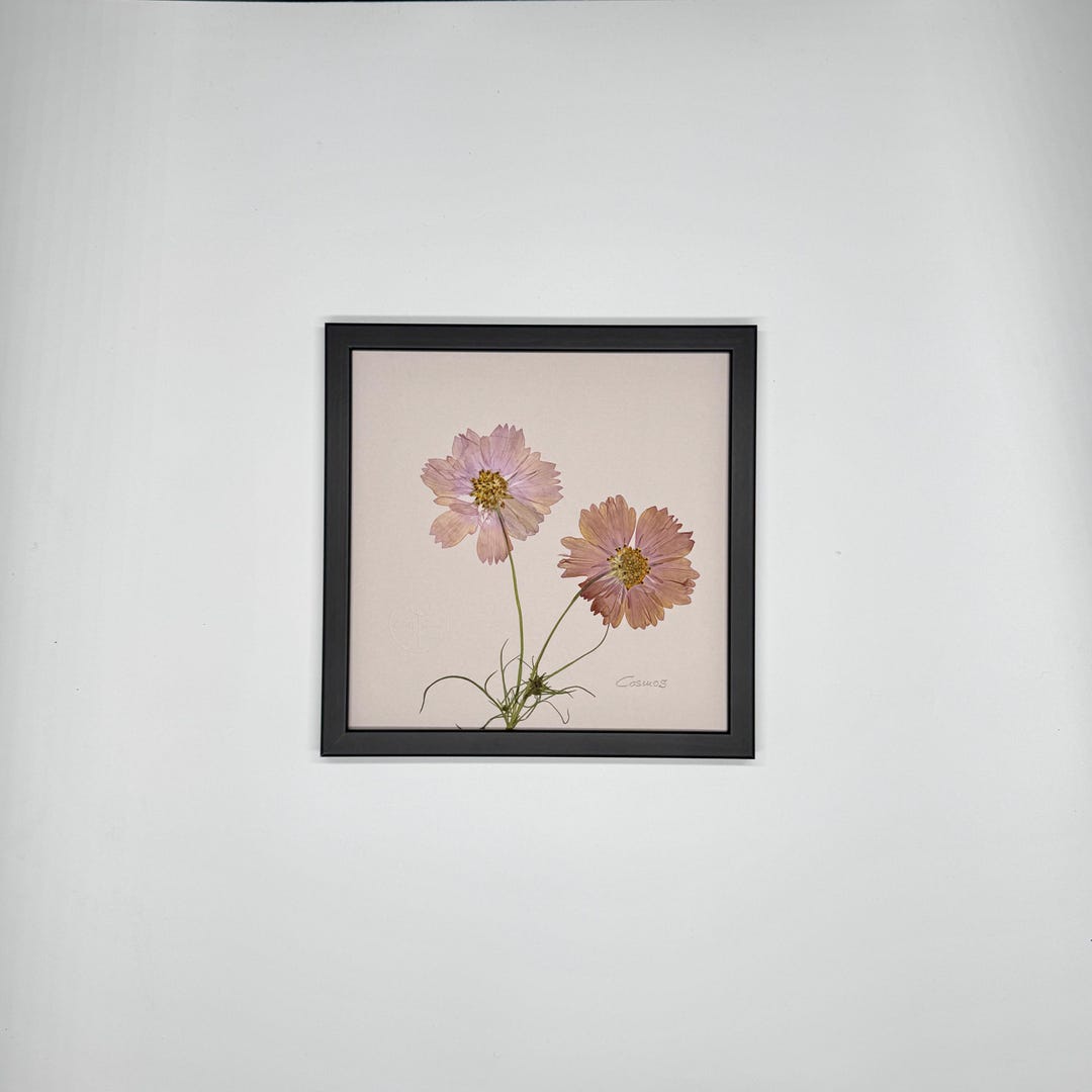 Cosmos, Cosmos, Herbarium, Picture Frame With Pressed Flower, Flower ...