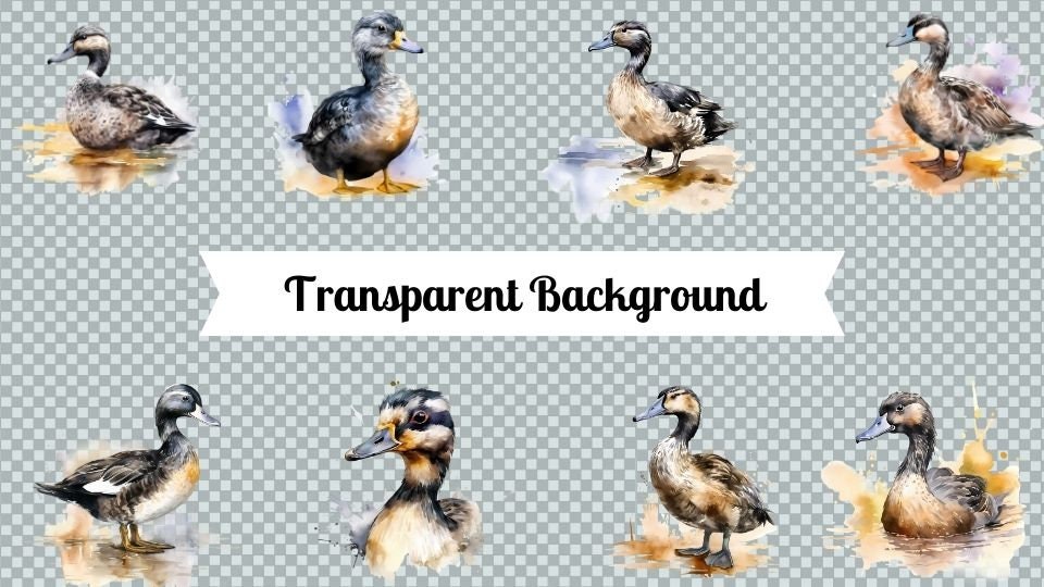 Charming African Black Duck Clip Art Watercolor Bird - Etsy