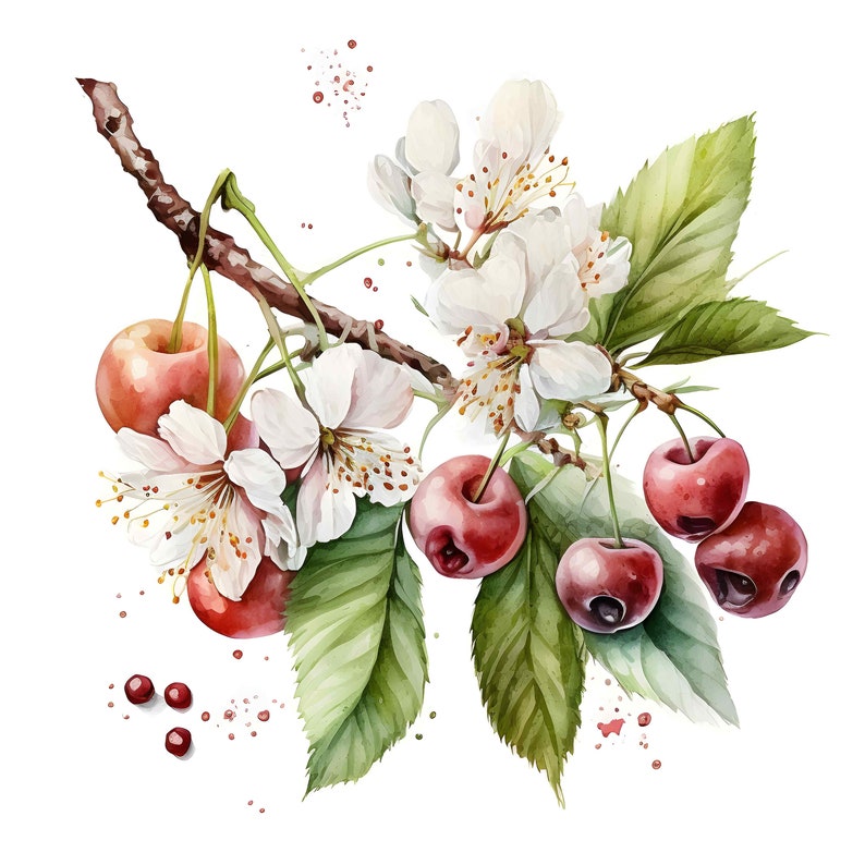 Watercolor Cherry Blossom Clipart, Summer Fruits Clipart, Spring Cherry ...