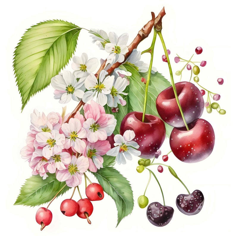 Watercolor Cherry Blossom Clipart, Summer Fruits Clipart, Spring Cherry ...