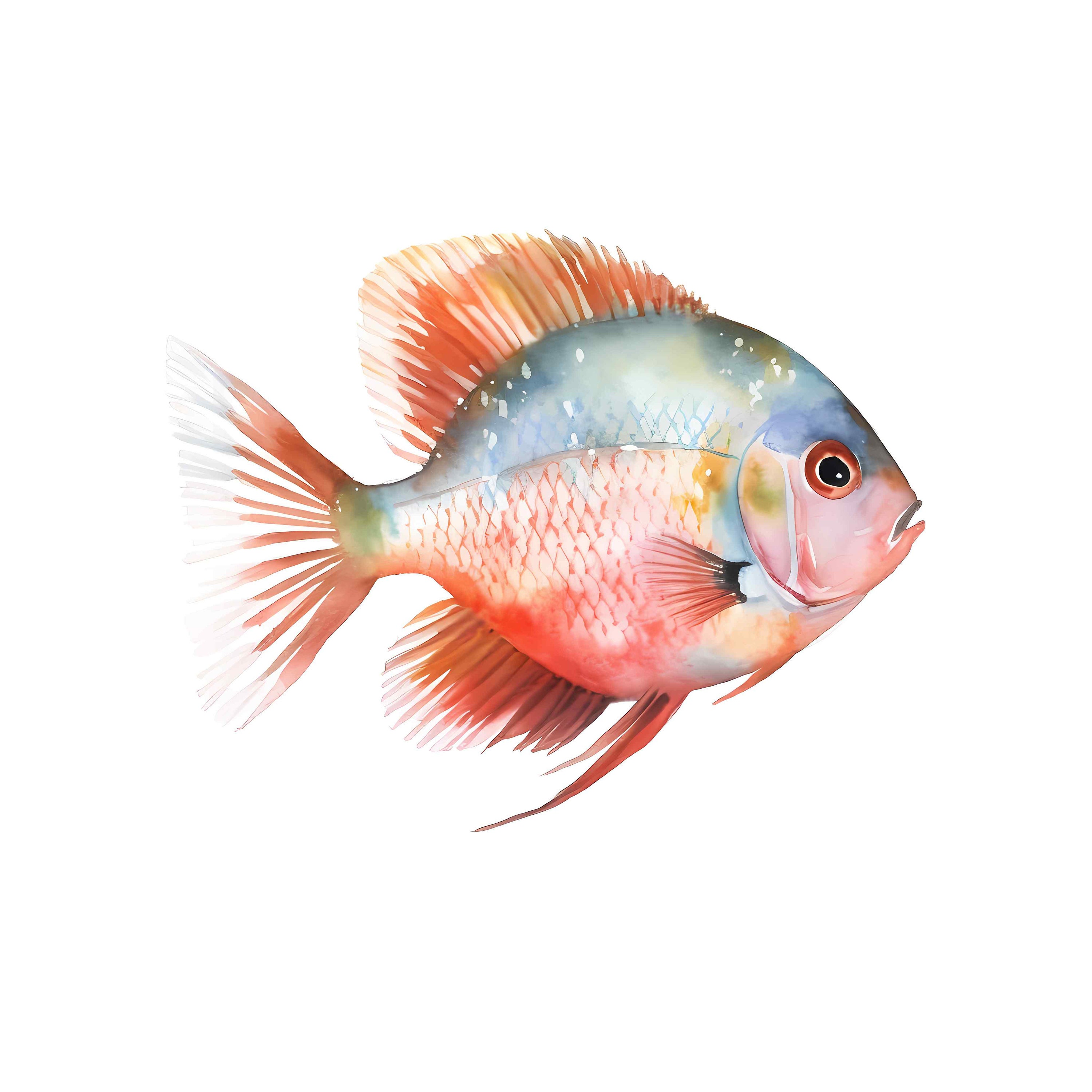 Enchanting Dwarf Gourami Clip Art Watercolor Fish - Etsy