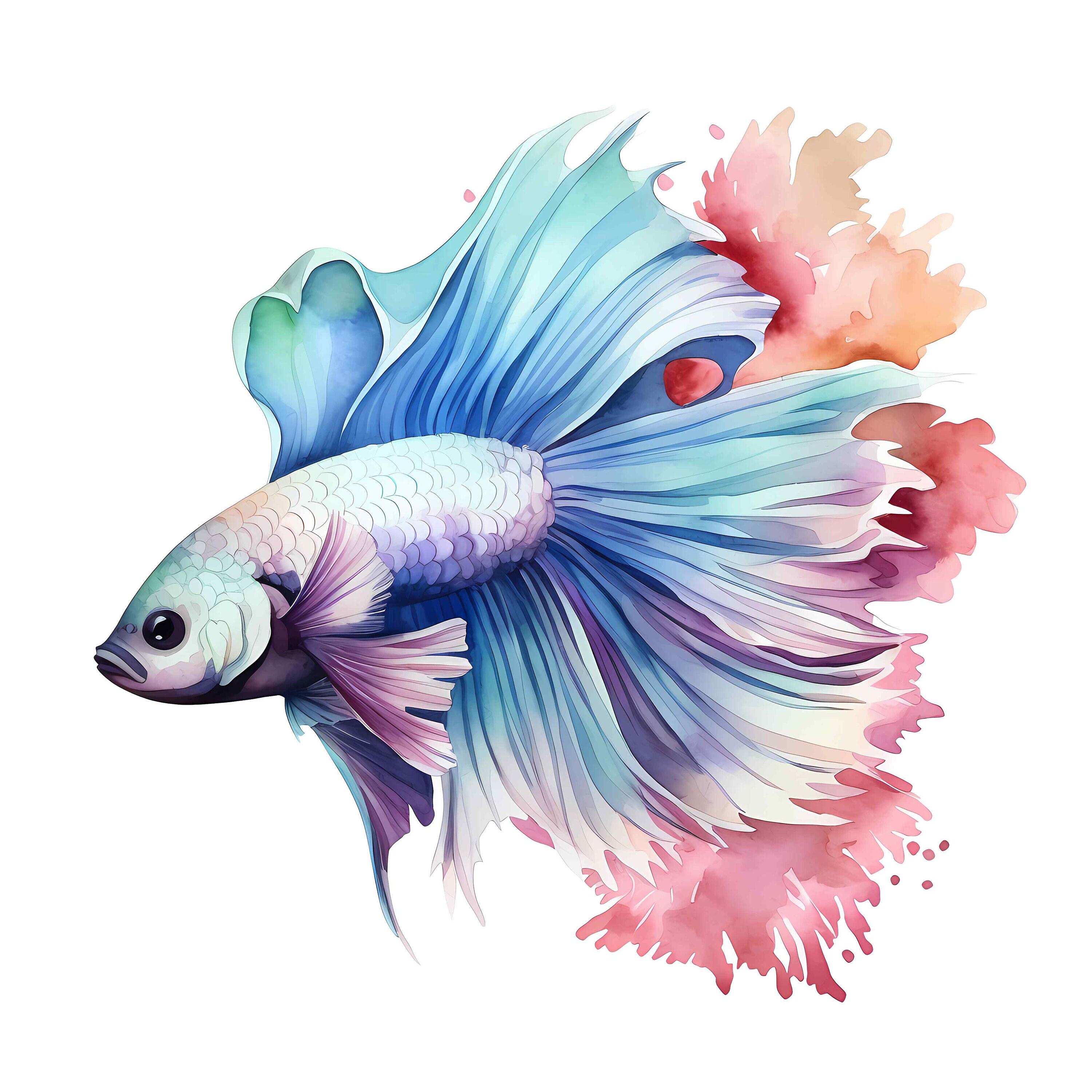 Enchanting Betta Fish Clip Art Watercolor Fish Illustration - Etsy