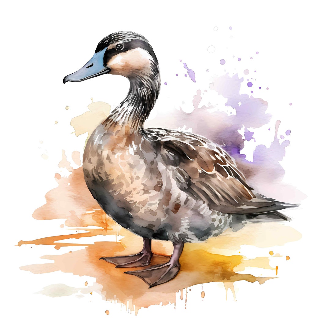 Charming African Black Duck Clip Art Watercolor Bird - Etsy