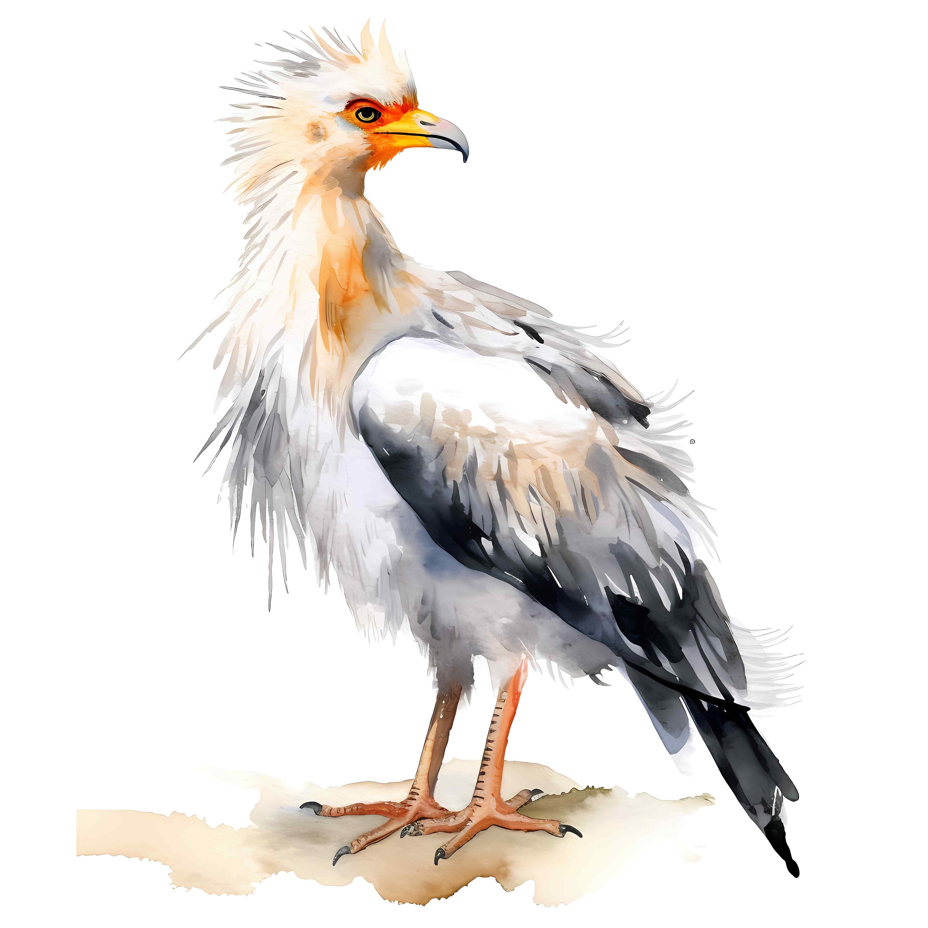 Secretary Bird Clipart Watercolor Beautiful Secretarybird - Etsy