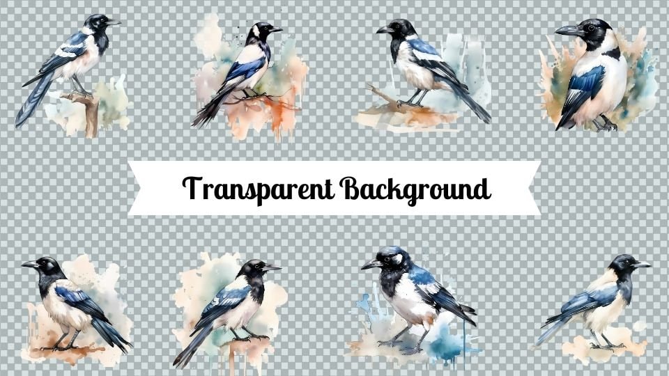 Australian Magpie Clipart, Watercolor Australian Magpie Bird Digital ...