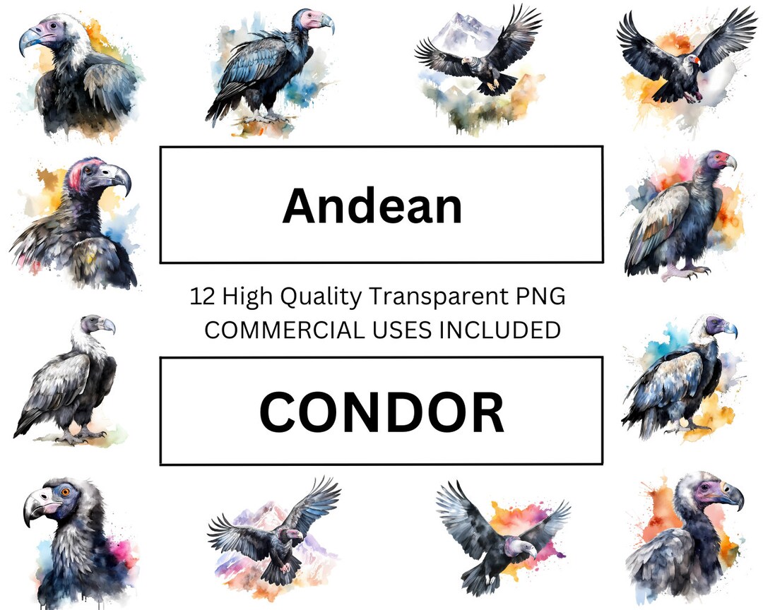 Andean Condor Clipart, Watercolor Andean Condor Bird Illustration ...