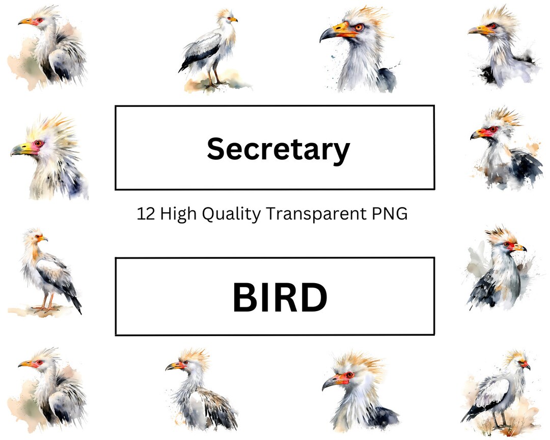 Secretary Bird Clipart , Watercolor Beautiful Secretary Bird ...