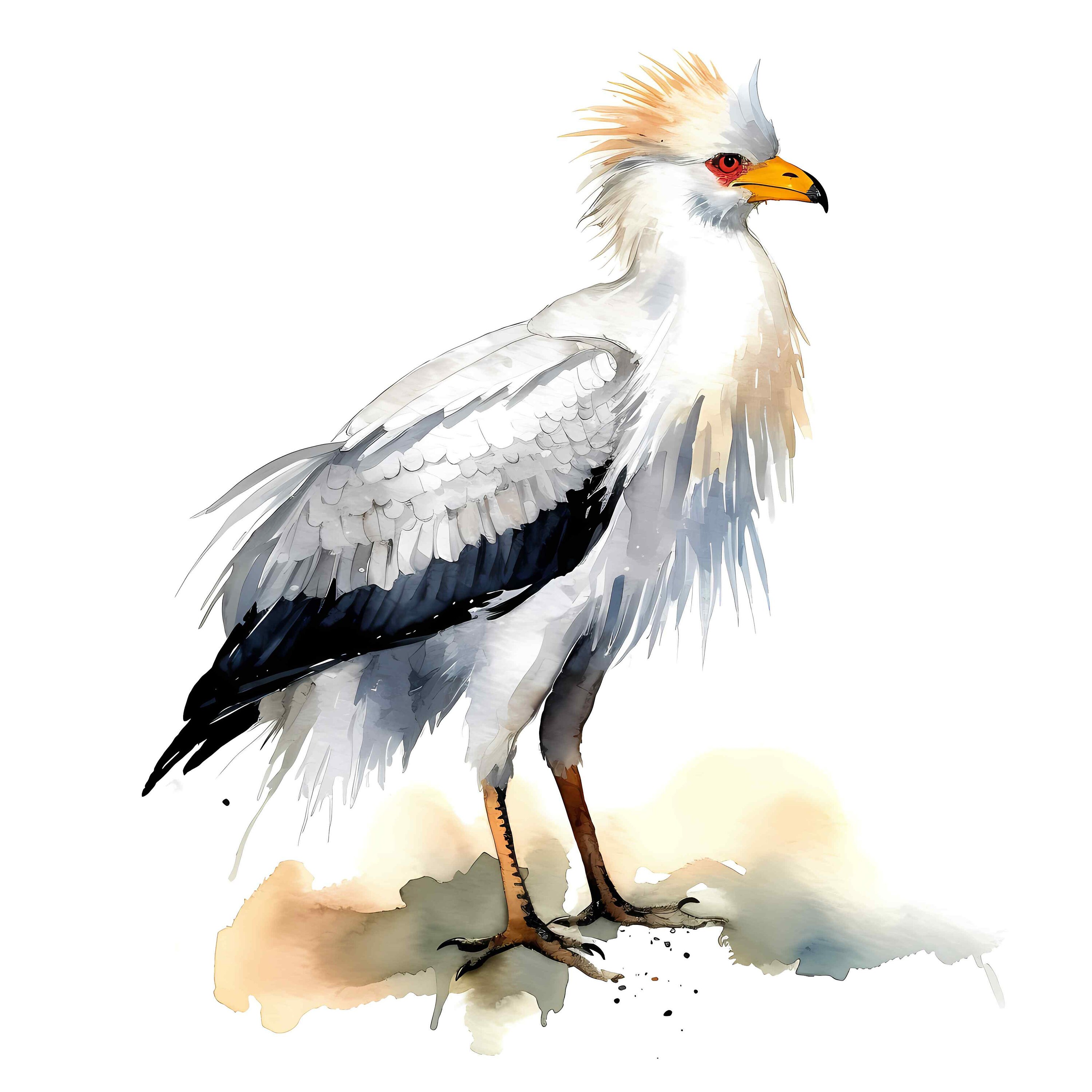 Secretary Bird Clipart Watercolor Beautiful Secretarybird - Etsy