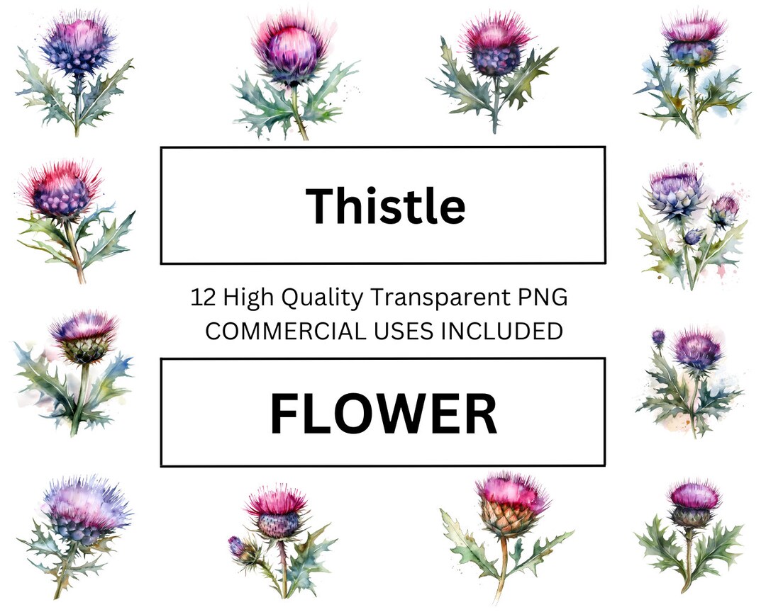 Nice Thistle Flower Clip Art, Watercolor Floral Illustration High ...