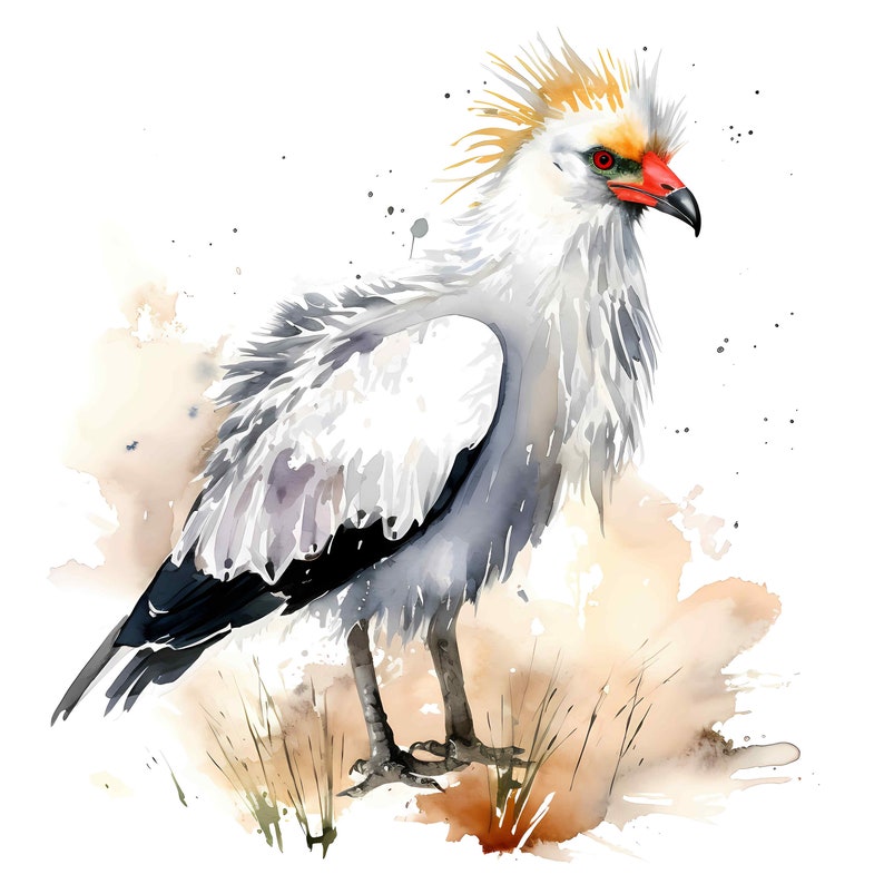 Secretary Bird Clipart Watercolor Beautiful Secretarybird - Etsy