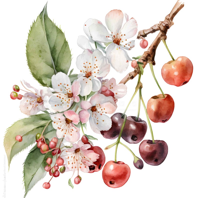 Watercolor Cherry Blossom Clipart, Summer Fruits Clipart, Spring Cherry ...