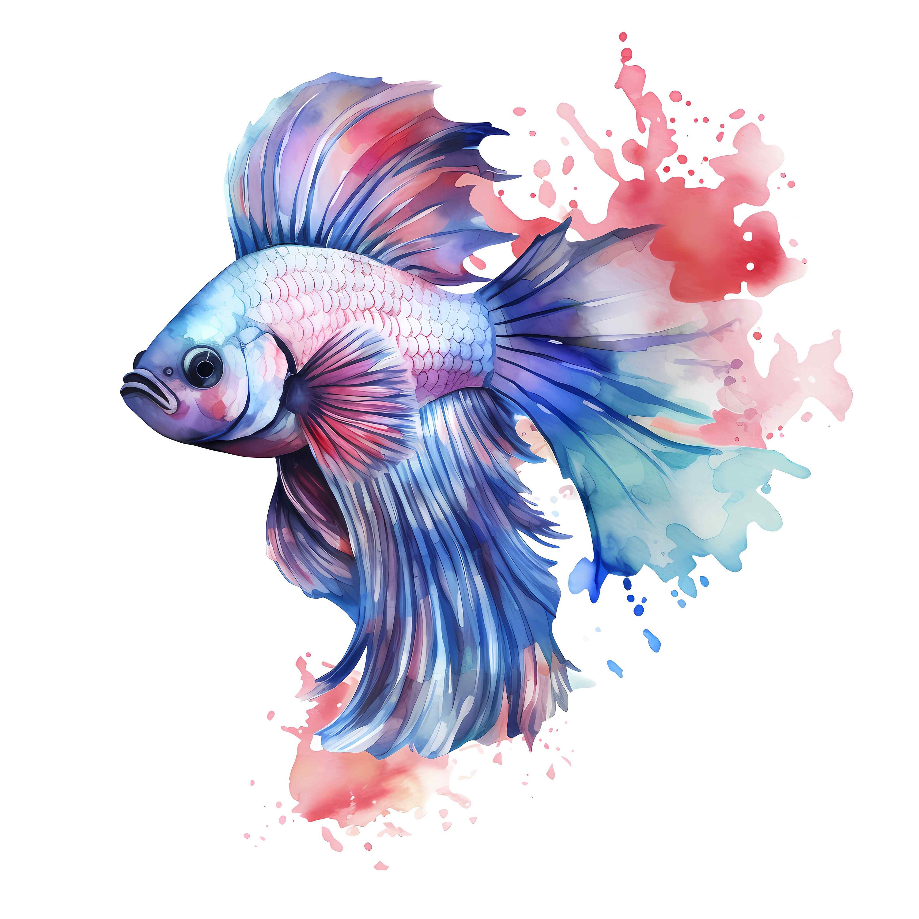 Enchanting Betta Fish Clip Art Watercolor Fish Illustration - Etsy