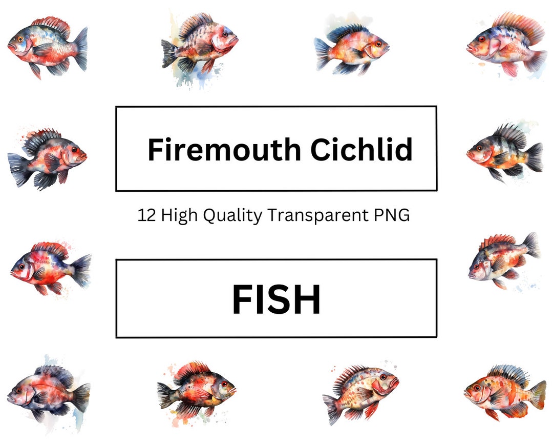 Captivating Firemouth Cichlid Clip Art, Watercolor Fish Illustration ...