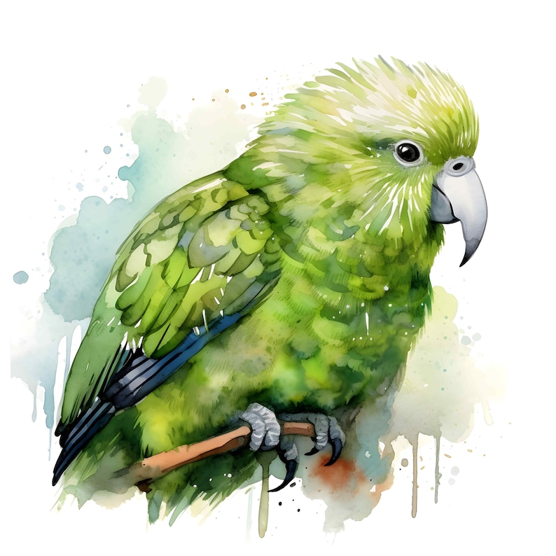 Kakapo Clipart Beautiful Kakapo Bird Watercolor Clipart 12 - Etsy