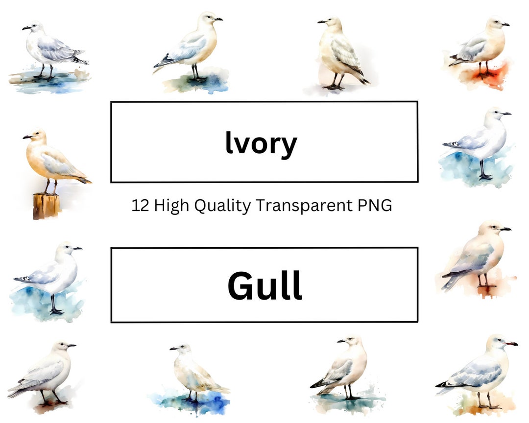 Ivory Gull Clipart, Watercolor Endangered Ivory Gull Bird Digital Art ...