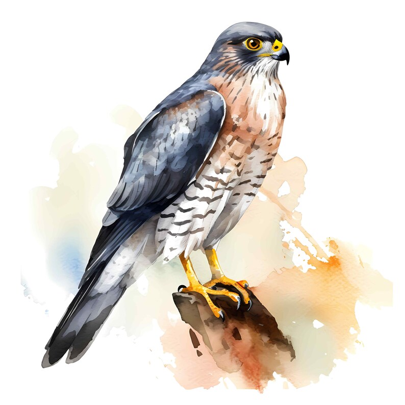 Eurasian Sparrowhawk Clipart Watercolor Hawk Bird Clipart - Etsy