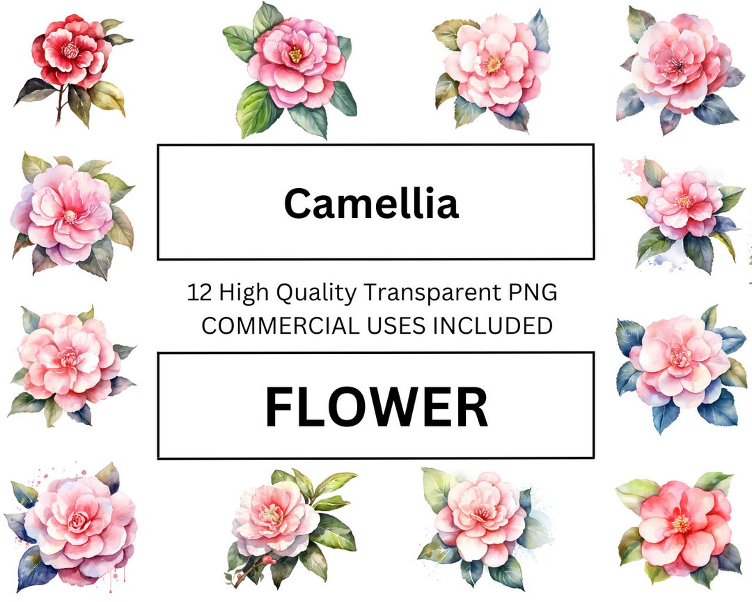 Exquisite Camellia Flower Clip Art, Watercolor Floral Illustration High ...
