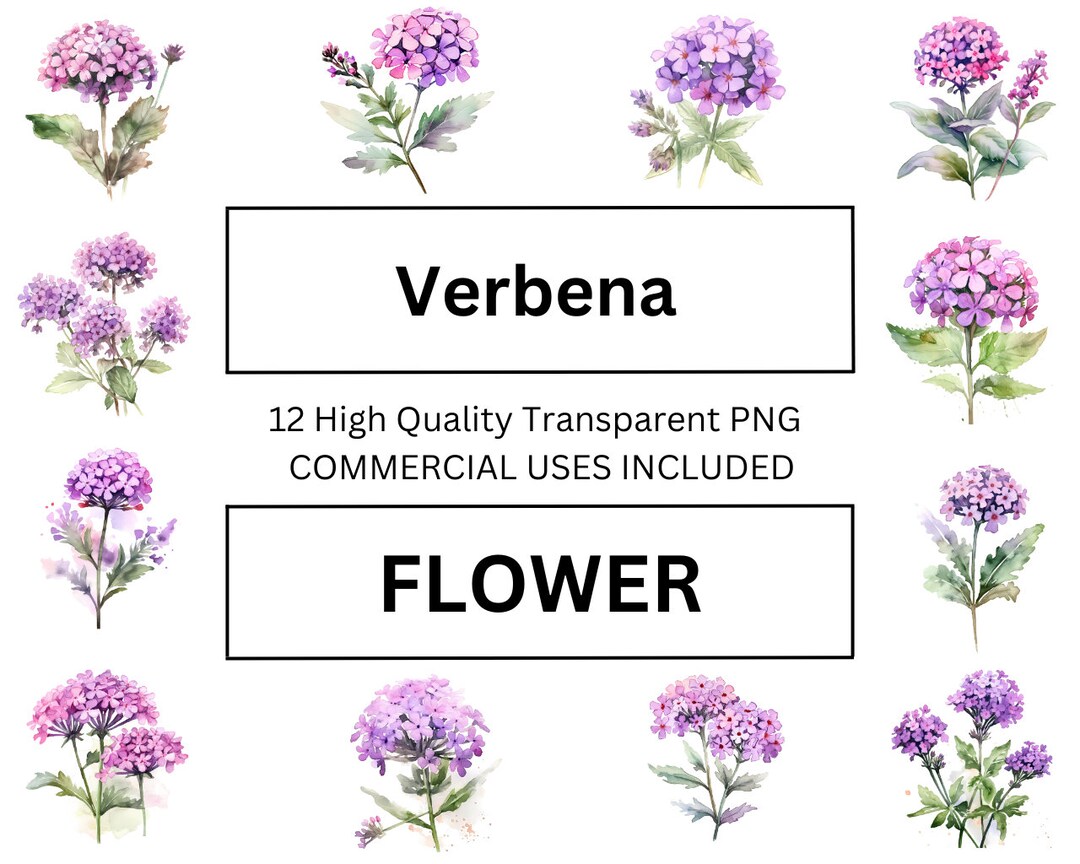 Captivating Verbena Flower Clip Art, Watercolour Floral Illustration ...