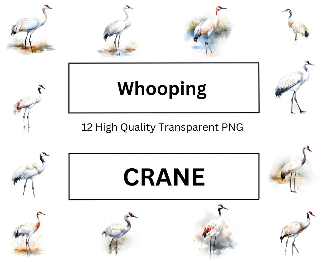 Whooping Crane Clipart, Watercolor Crane Clipart Printable Images for ...