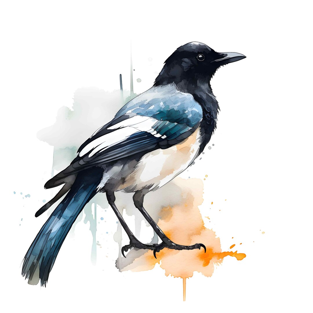 Cute Magpie Clipart Beautiful Magpie Bird Watercolor Clipart - Etsy