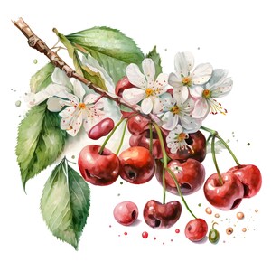 Watercolor Cherry Blossom Clipart, Summer Fruits Clipart, Spring Cherry ...
