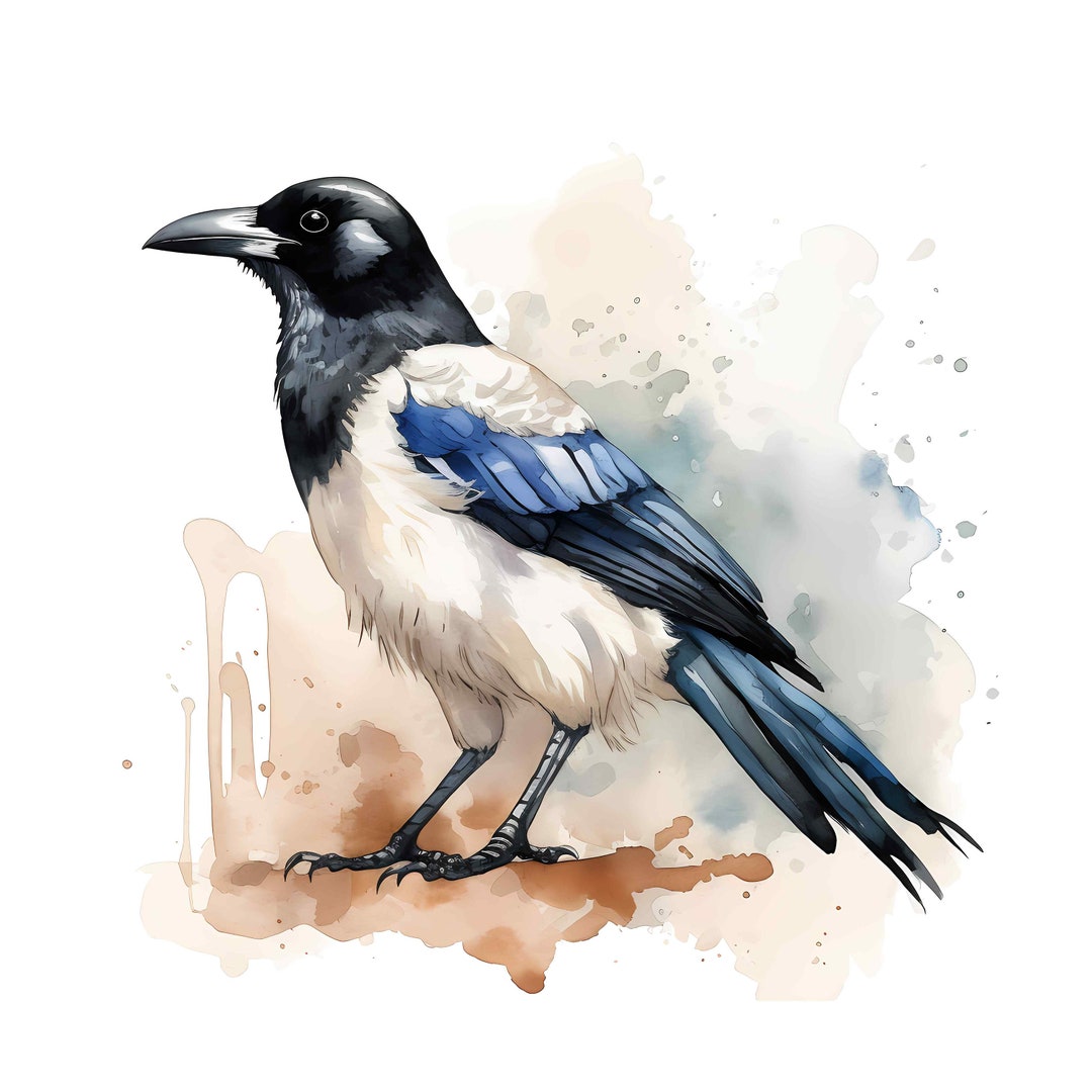 Australian Magpie Clipart Watercolor Australian Magpie Bird - Etsy