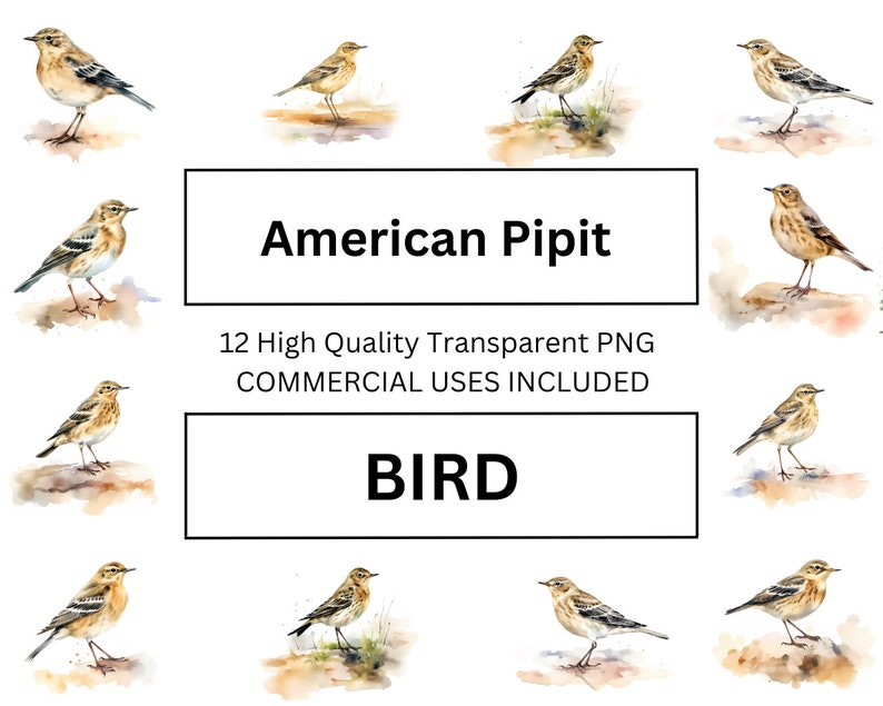 Exquisite American Pipit Bird Clip Art, Watercolor Bird Illustration ...