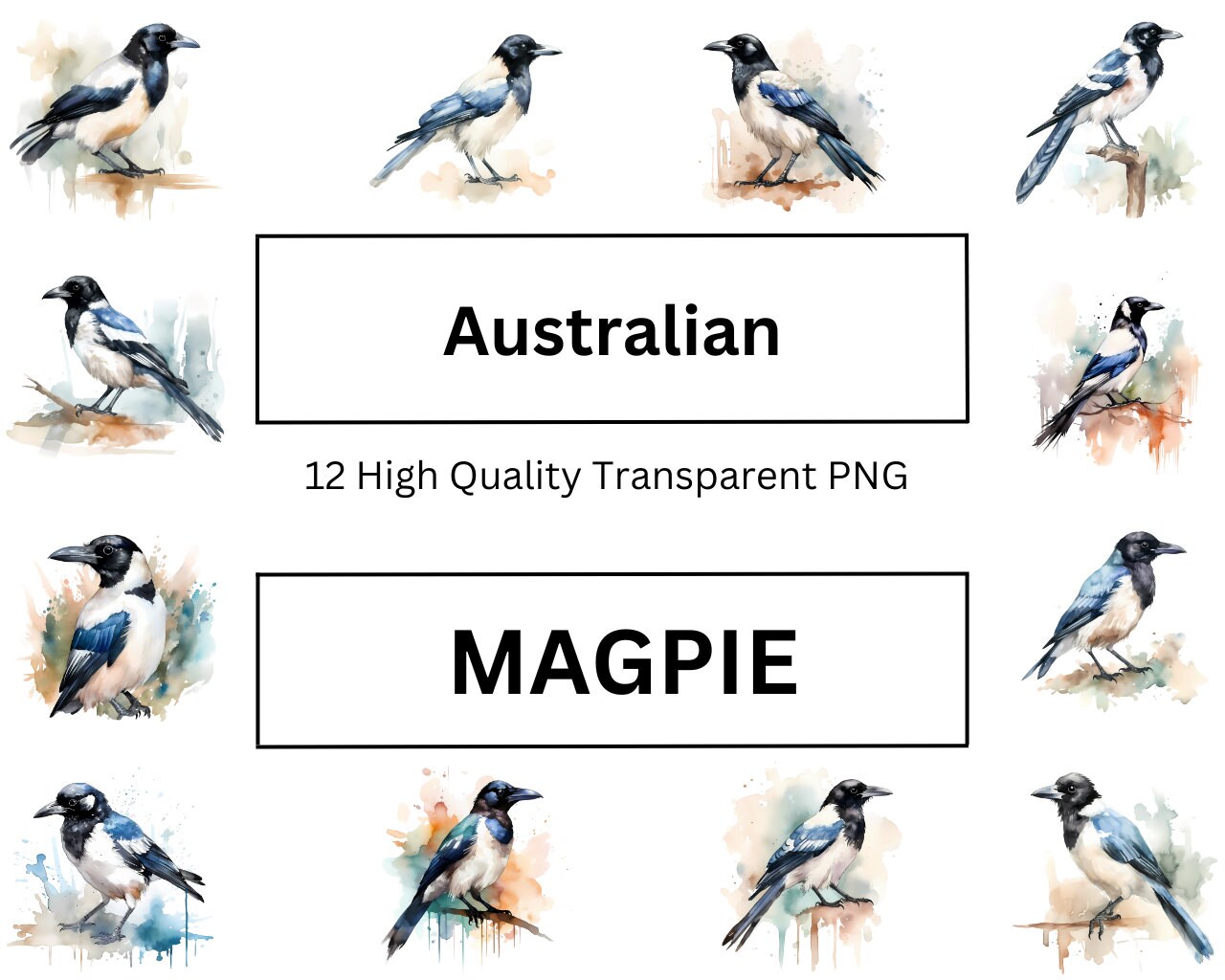 Australian Magpie Clipart, Watercolor Australian Magpie Bird Digital ...