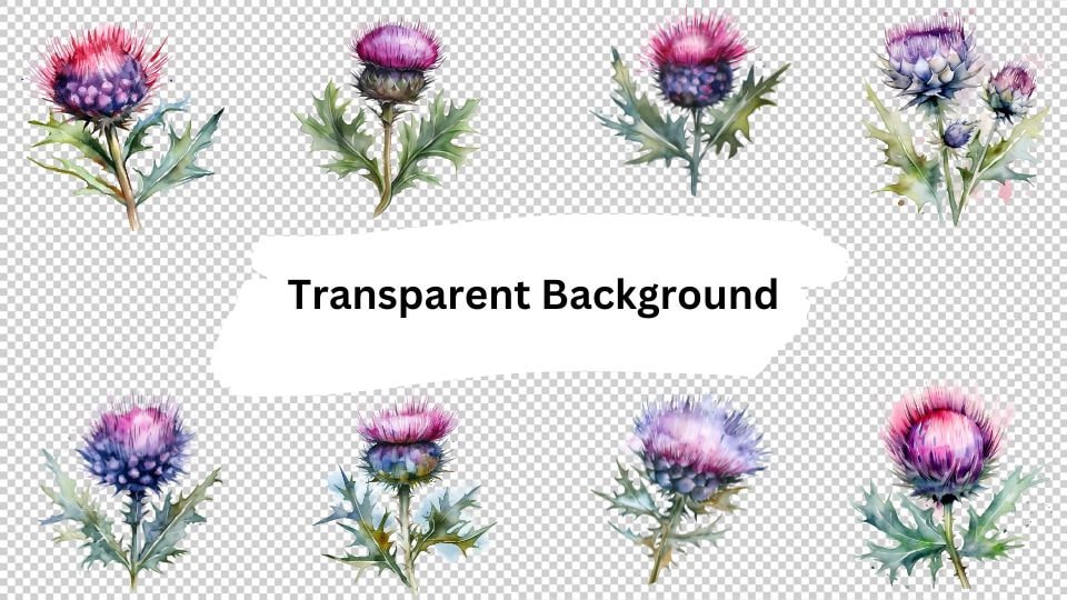 Nice Thistle Flower Clip Art, Watercolor Floral Illustration High ...
