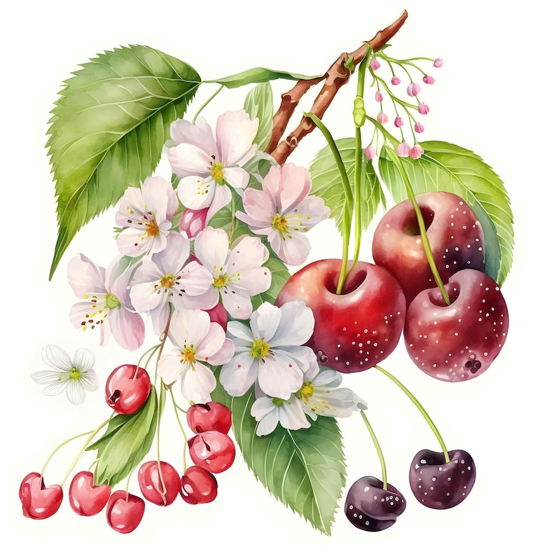 Watercolor Cherry Blossom Clipart, Summer Fruits Clipart, Spring Cherry ...