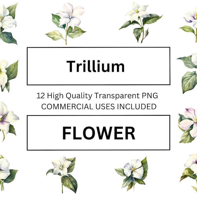 Trillium - Etsy