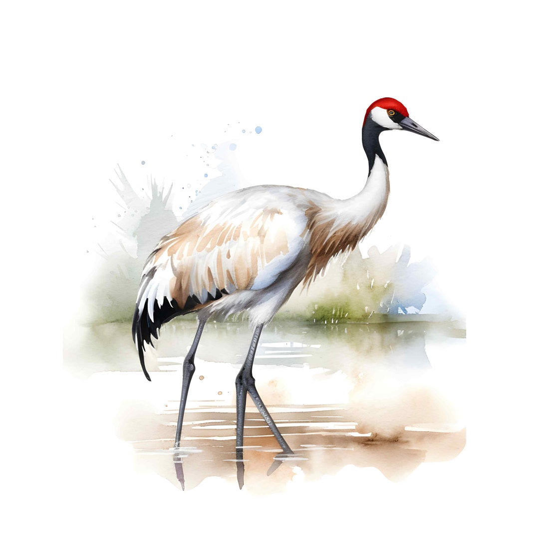 Whooping Crane Clipart Watercolor Crane Clipart Printable - Etsy