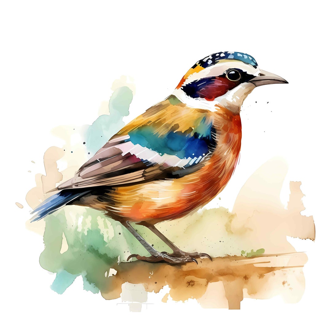 Captivating Banded Pitta Bird Clip Art Watercolor Bird - Etsy