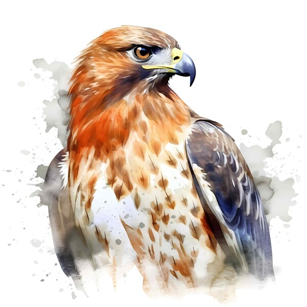 Red Tailed Hawk - Etsy