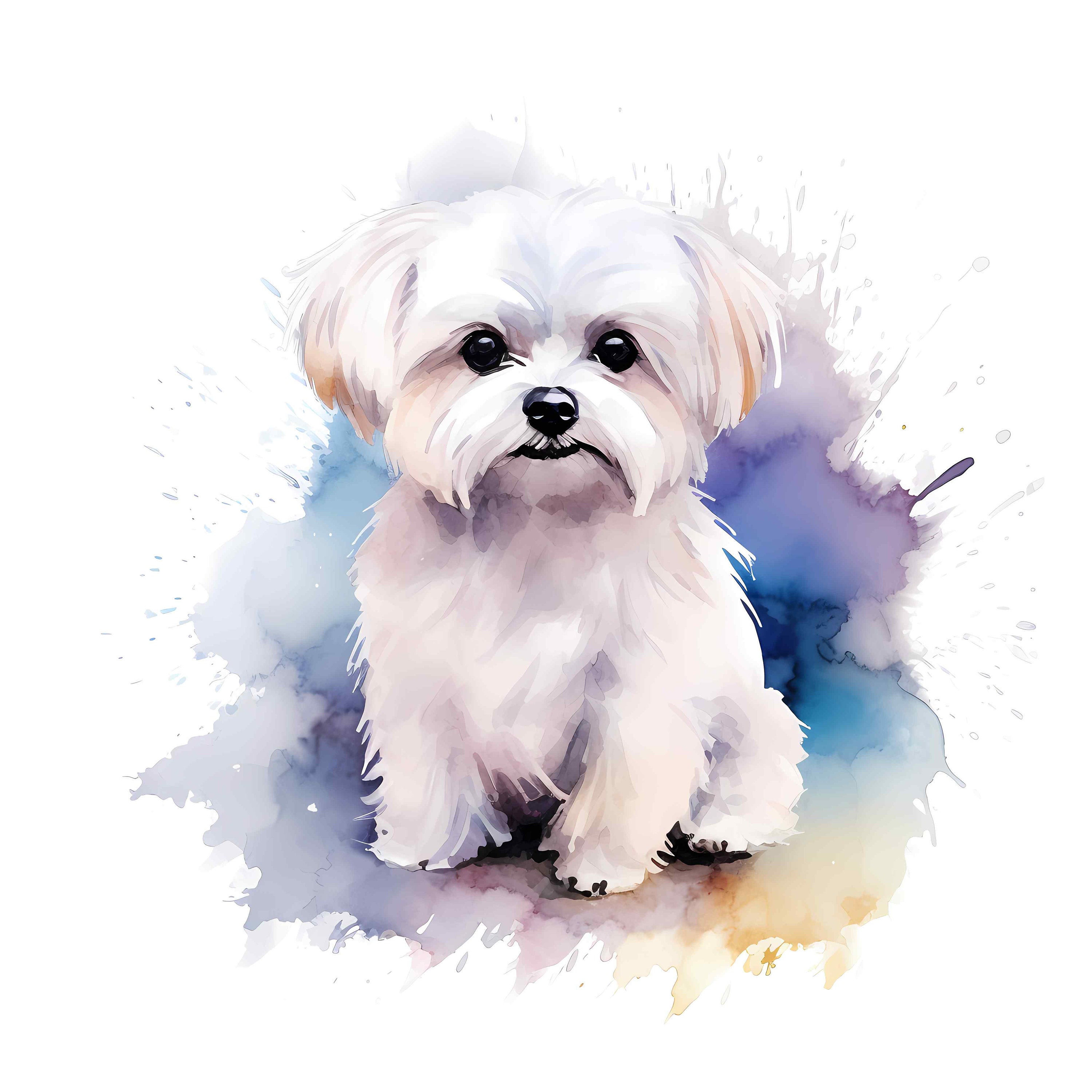Darling Maltese Dog Clip Art Watercolor Dog Face Clipart - Etsy