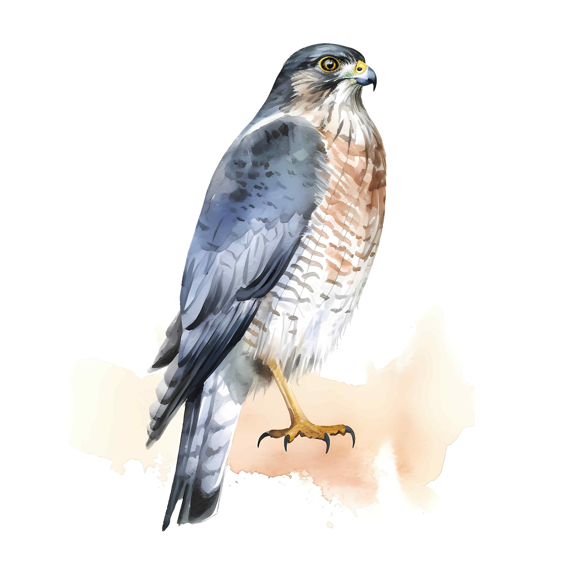 Eurasian Sparrowhawk Clipart Watercolor Hawk Bird Clipart - Etsy