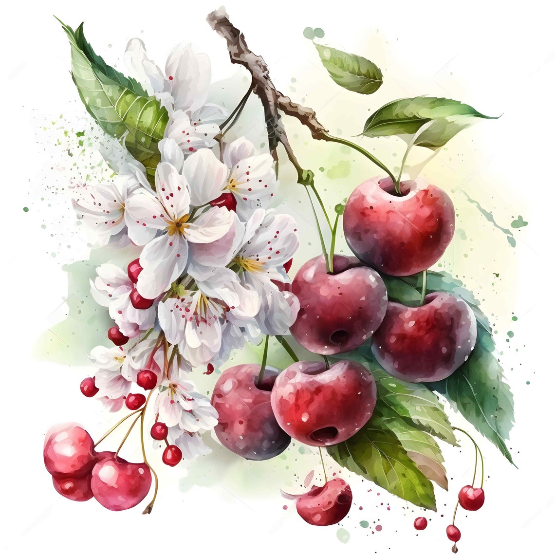 Watercolor Cherry Blossom Clipart, Summer Fruits Clipart, Spring Cherry ...