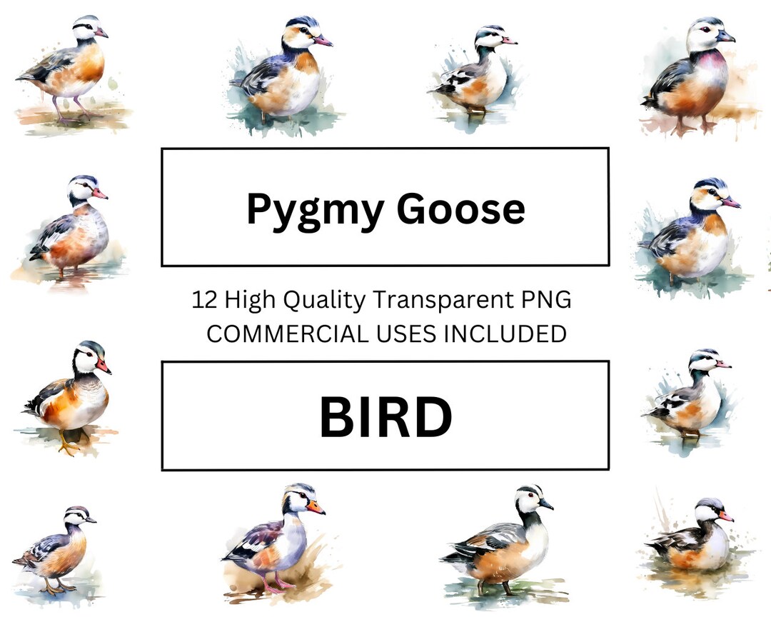 Graceful African Pygmy Goose Bird Clip Art, Watercolor Bird ...