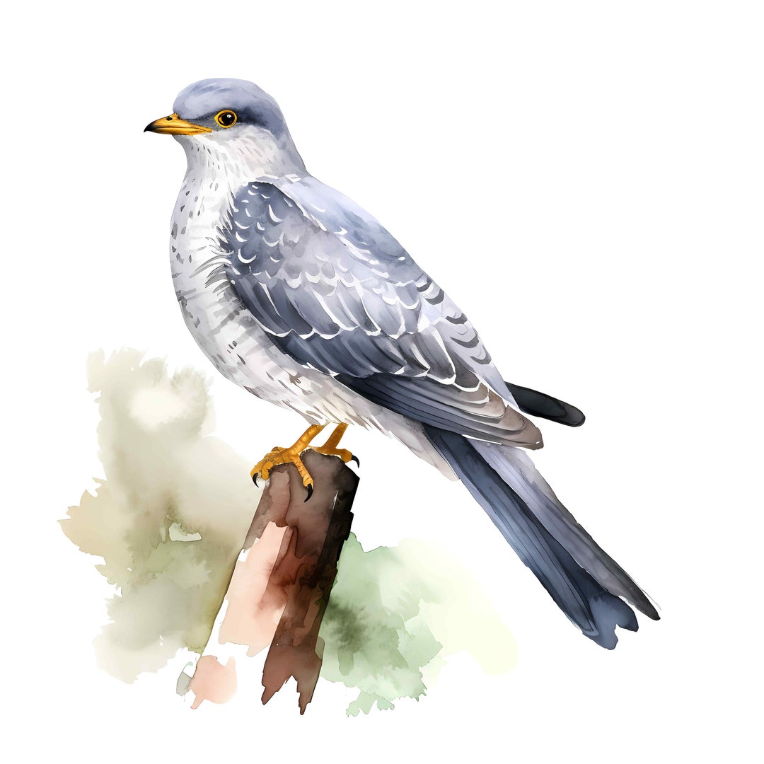 Common Cuckoo Clipart Watercolor Common Cuckoo Endangered - Etsy
