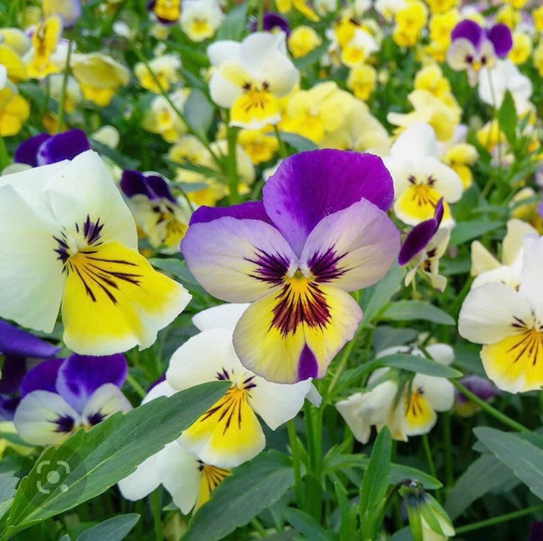 Swiss Giants Pansy - Edible - Perennial - 50 Seeds - Etsy