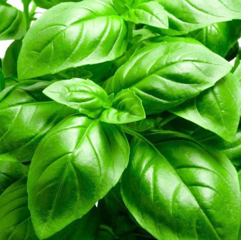Italian Large Leaf Basil 100 Seeds - Etsy