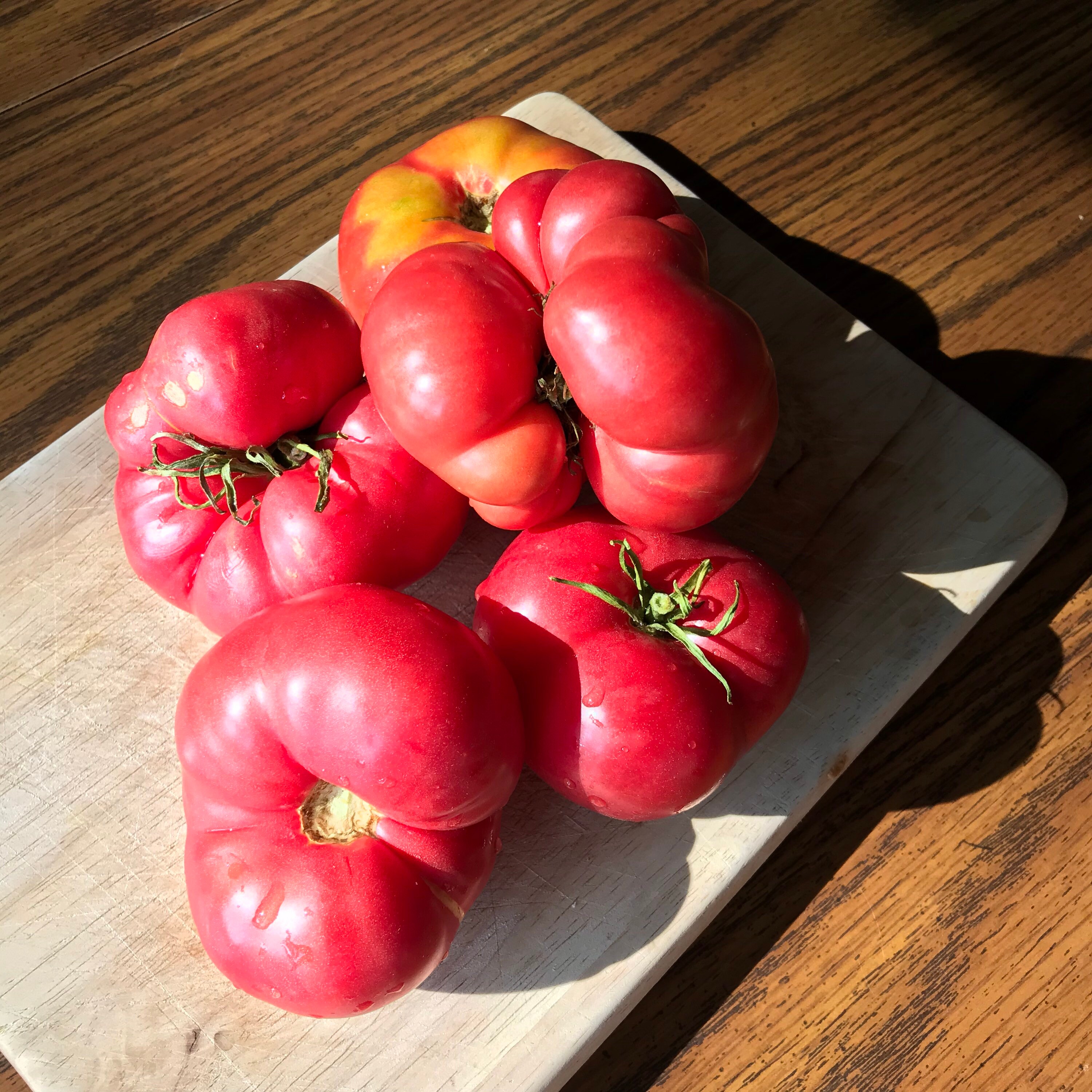 Mortgage Lifter Tomato Organic Heirloom 20 Seeds - Etsy