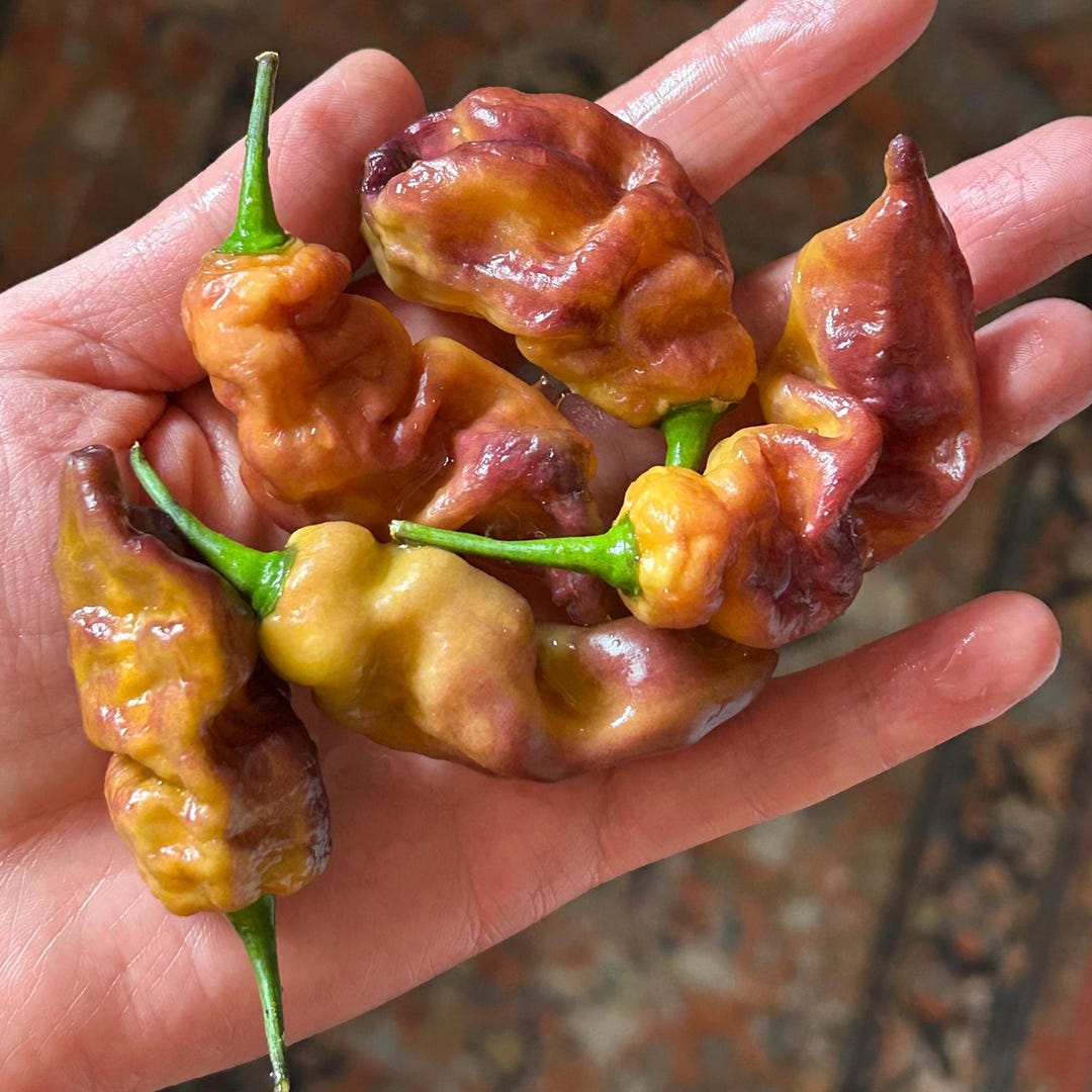 Pink Tiger Hot Pepper- SUPER HOT - 10 Seeds - Etsy