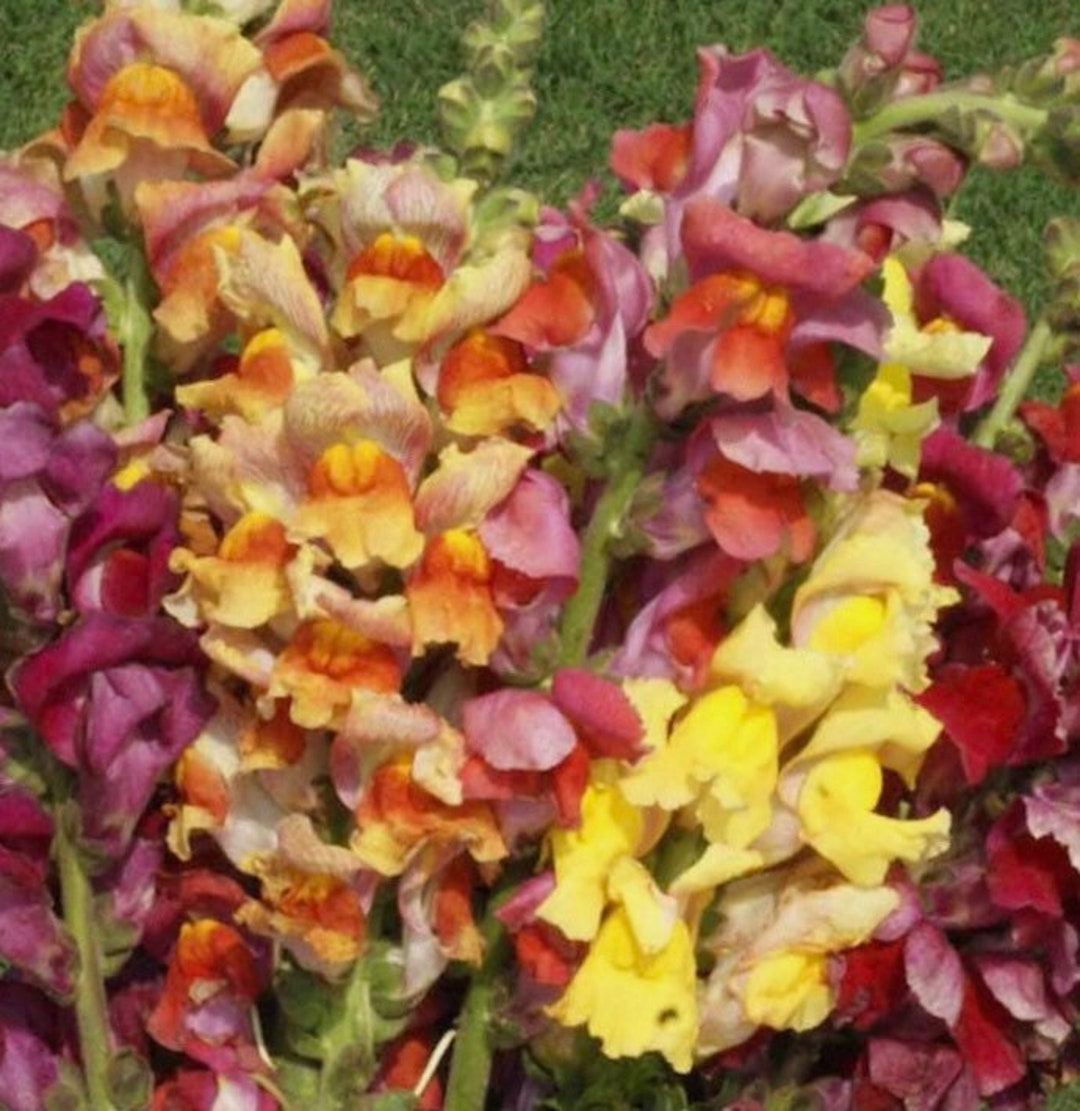 Tetra Snapdragon - Annual - 100 Seeds - Etsy