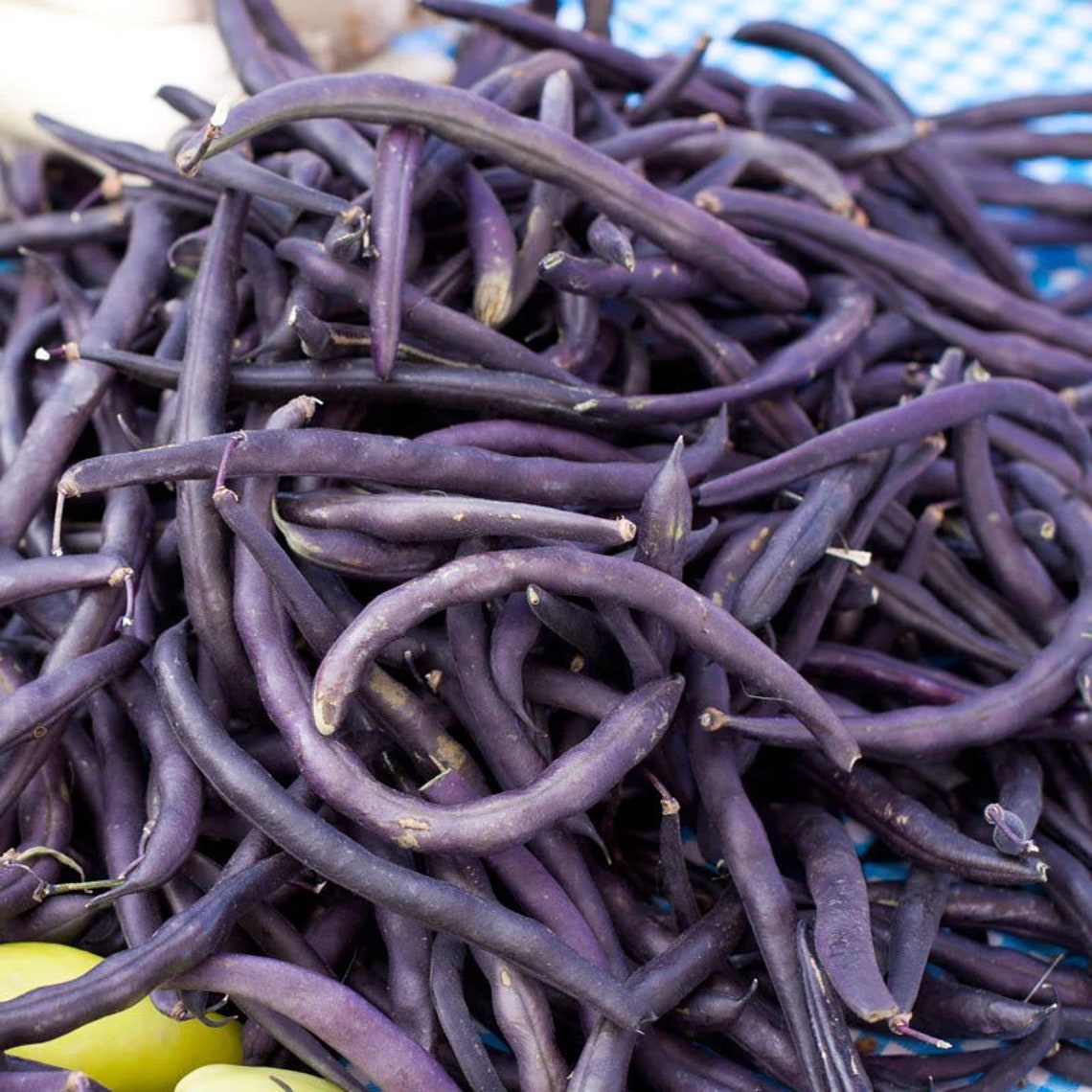 Royalty Purple Pod Bush Bean - 20 Seeds - Etsy