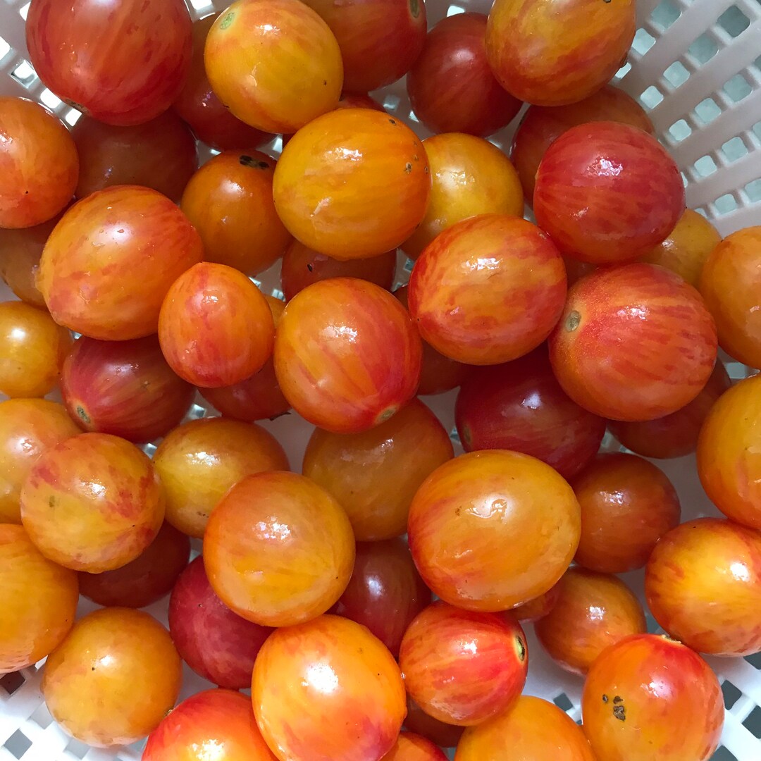 Sunrise Bumblebee Cherry Tomato - 20 Seeds - Etsy