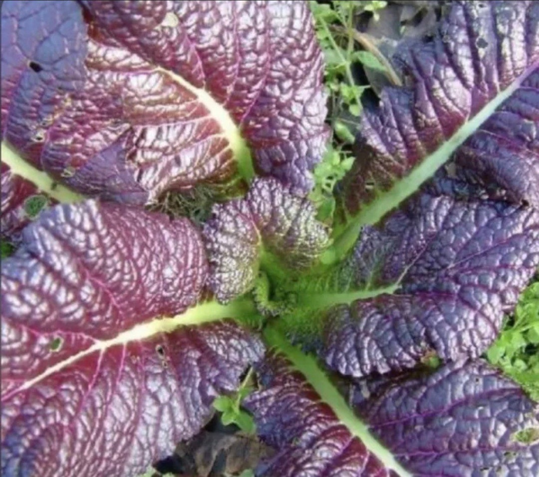 Giant Red Mustard - Organic - 100 Seeds - Etsy
