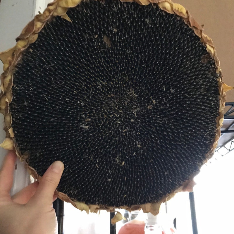 Rare Sunflower Seeds - Etsy