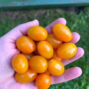 Orange Grape Tomato - Very Prolific - Organic - Heirloom - 20 Seeds - Etsy